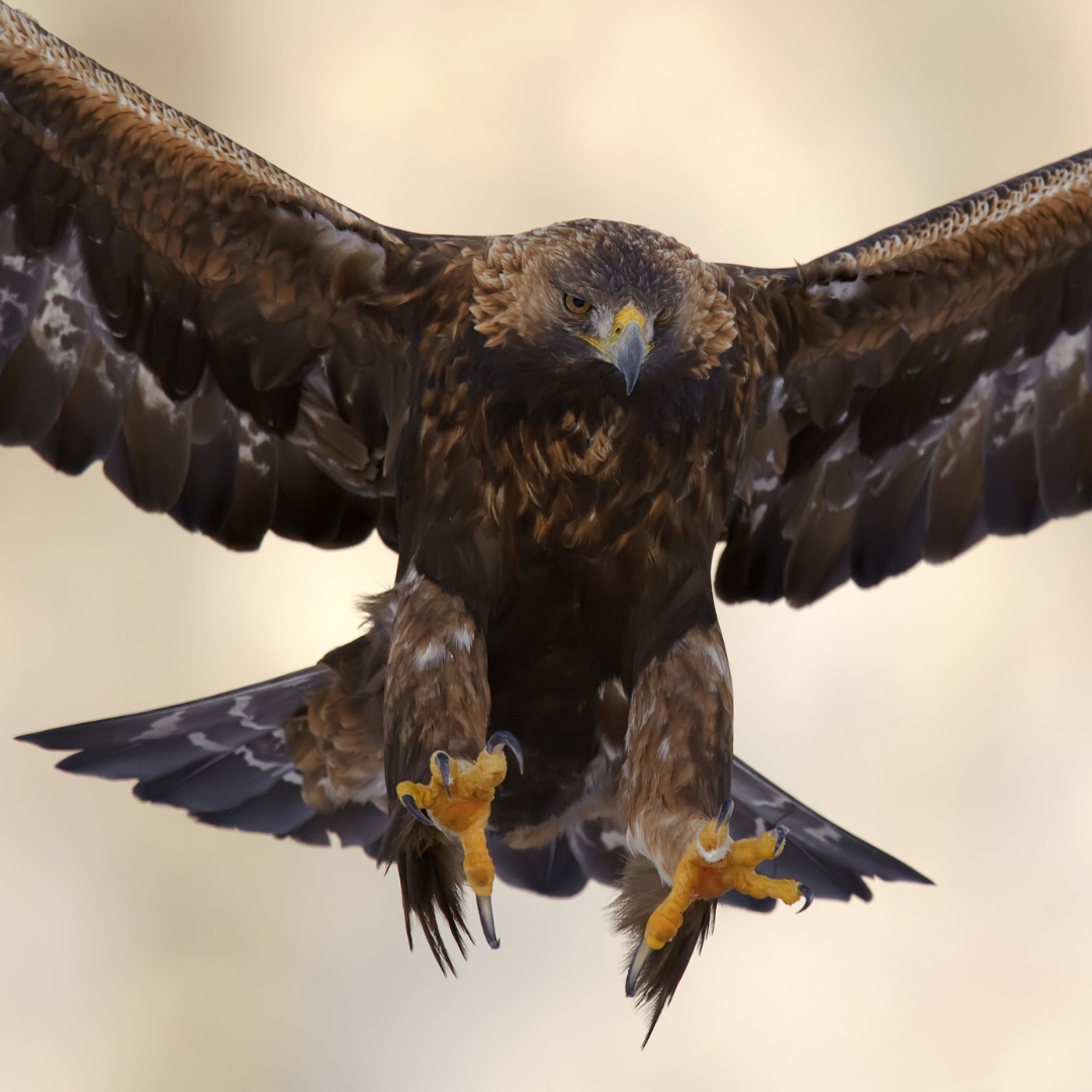 ÁGUILA MX – VEROZ